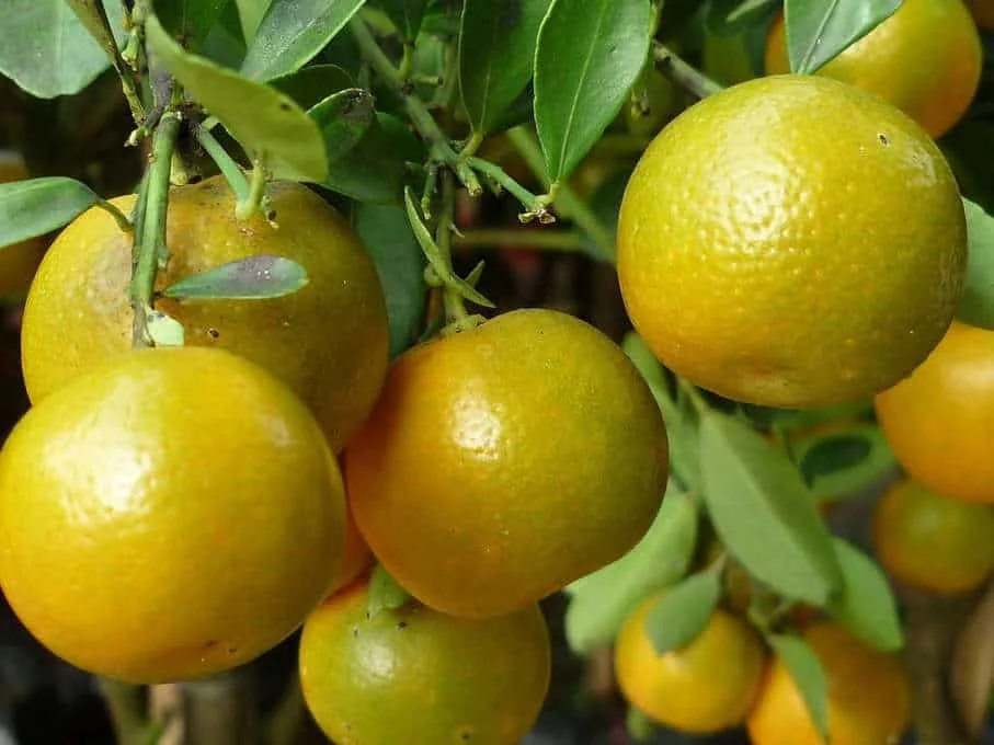 6 Amazing Health Benefits of Calamansi - RITA Beverage