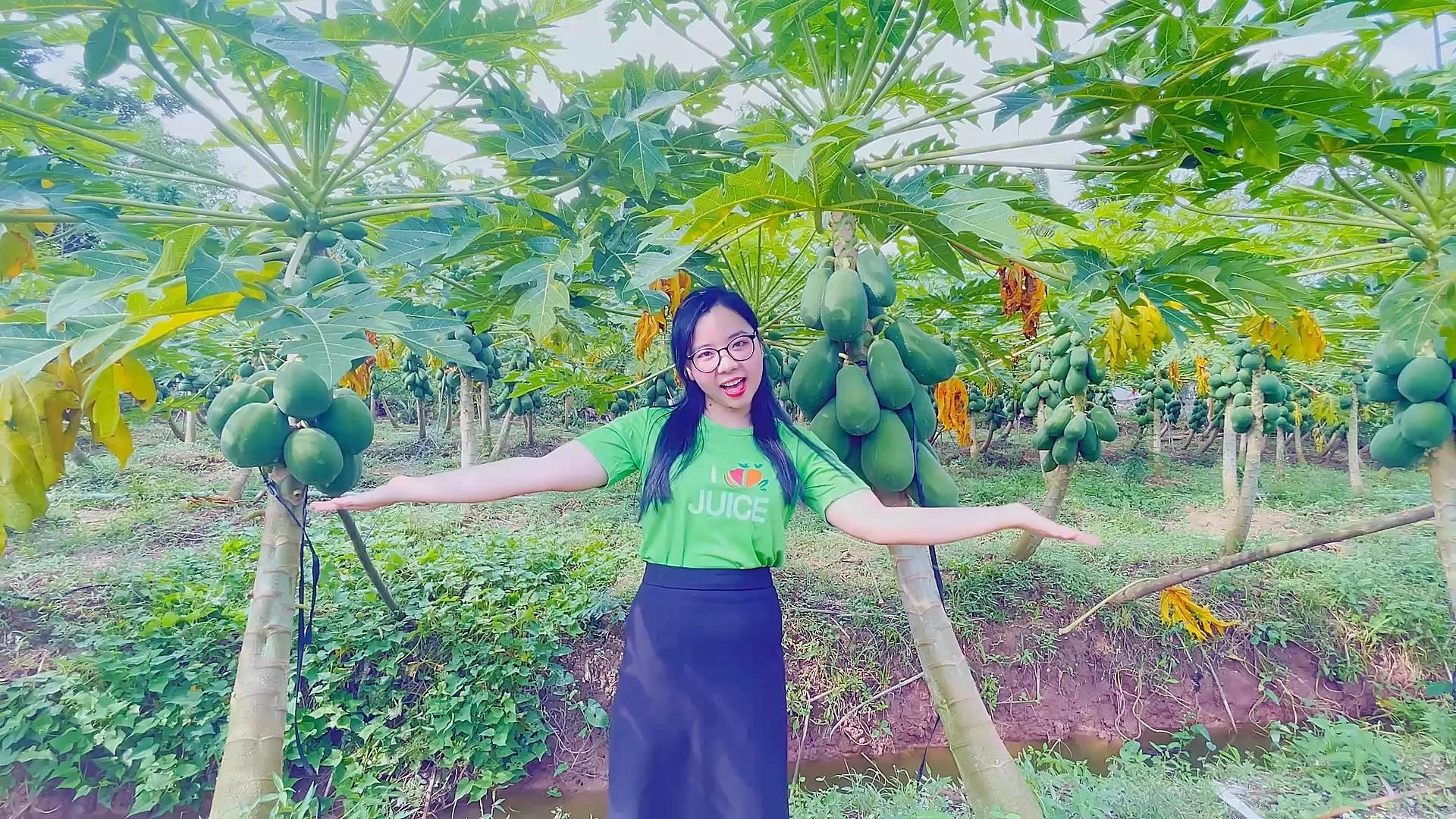 RITA PAPAYA FARM – THE JOURNEY FROM FARM TO A PERFECT JUICE - RITA Beverage